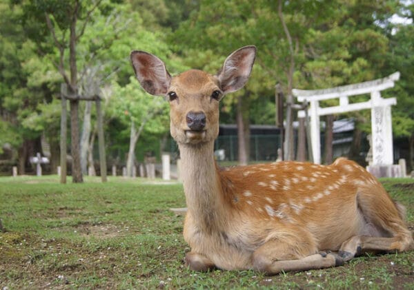 The Top 10 Animals in Japan - Geinokai BIJ Big In Japan
